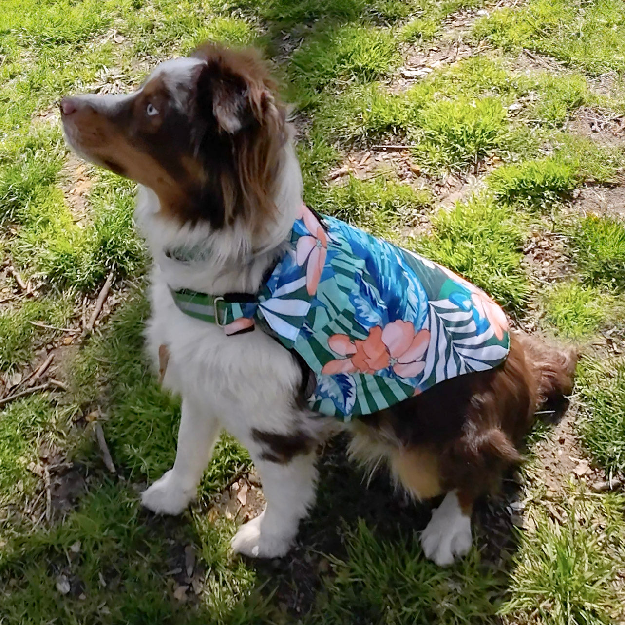K9 Wear Sizing Guide: How to Measure Your Dog for a Harness / Clothing