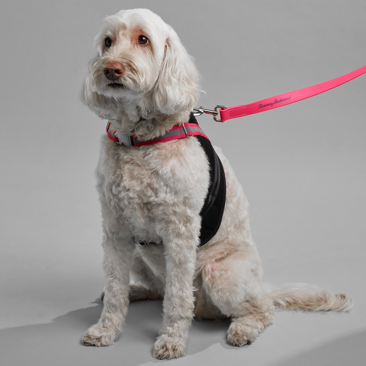 Shop All K9 Wear Dog Coats, Jackets, Clothing & Harness Products – K9Wear